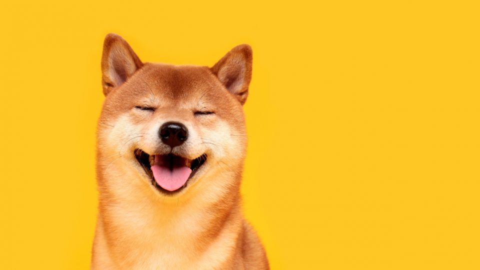 Whats The Most Popular Dog In Japan whats-the-most-popular-dog-in-japan