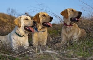 13 Popular High-Energy Dog Breeds