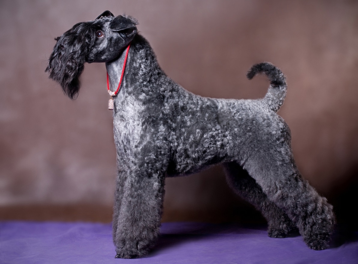Meet the World's Only Irish Dog Breeds | The Rover Blog