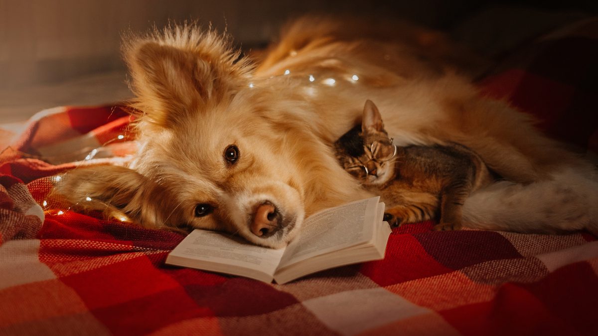 Books for Cat and Dog People | Rover Editors' Favorites for Cozy Reading