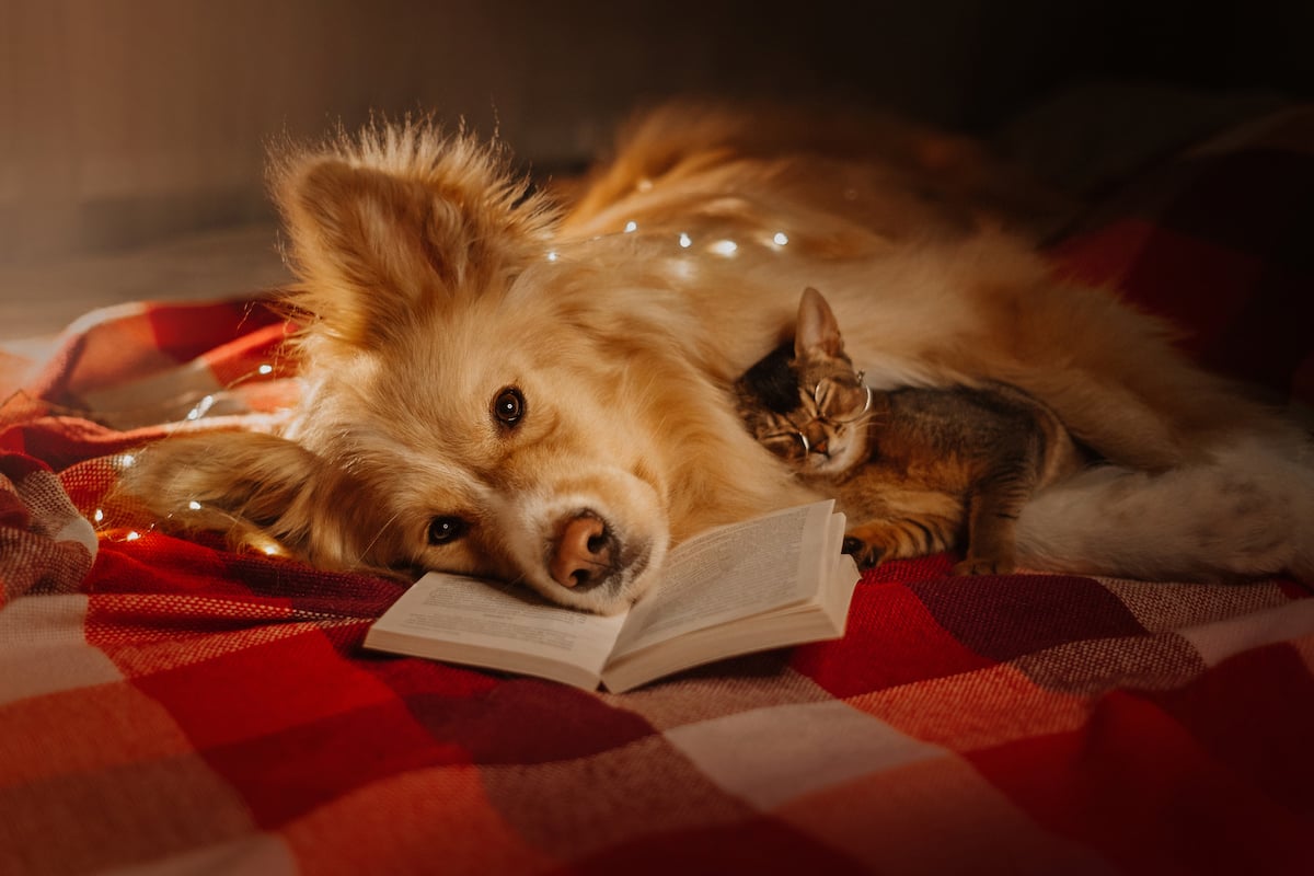 Dog And Cat Reading