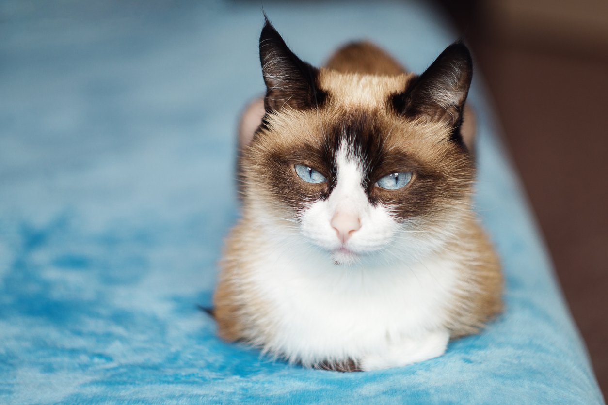 Everything You Need to Know About the Snowshoe Cat Breed