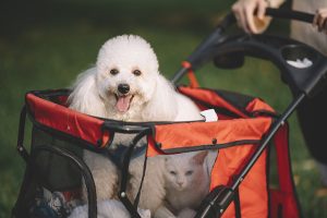 Cat Stroller | We've Found the World's Most Versatile Cat Carrier to Date