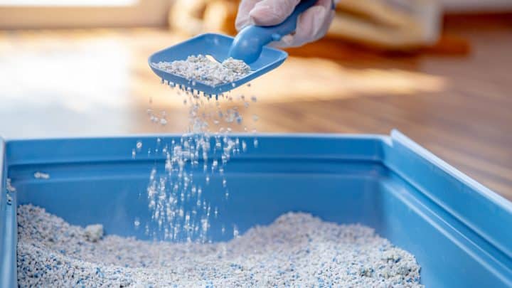 Different Types of Cat Litter: Pros and Cons