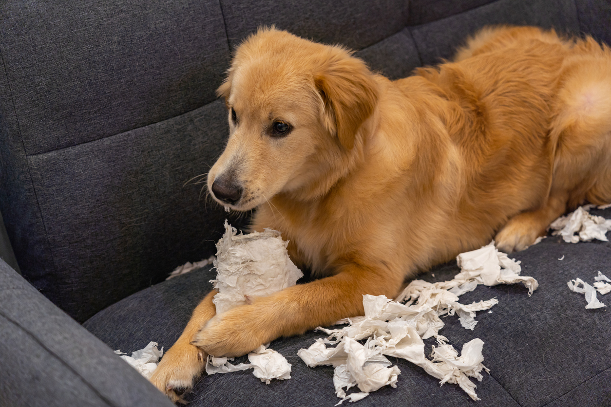 Dogs Shredding Paper: The Reason Why Your Pup Just Can't Quit