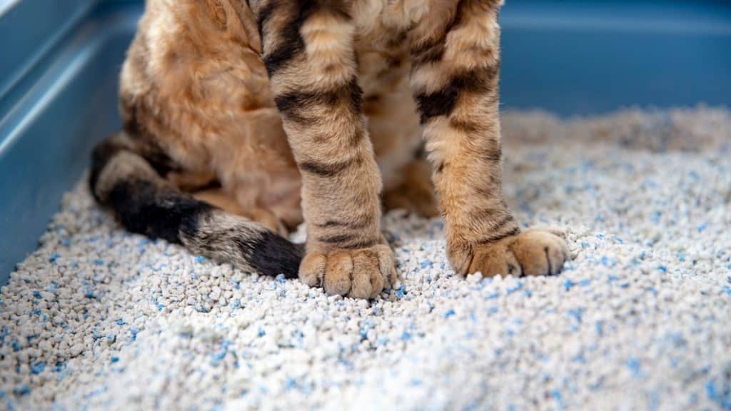 Experts Explain the Different Types of Cat Litter Boxes