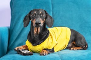 What's the Best TV for Dogs, and Do They Really Like It?