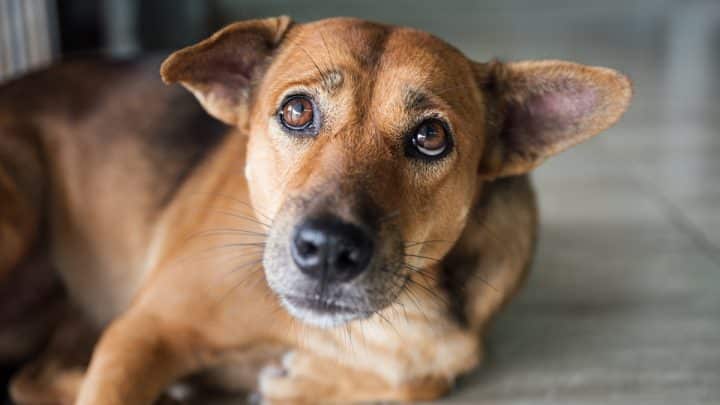 Taking in a Stray Dog: How to Help Lost Pups