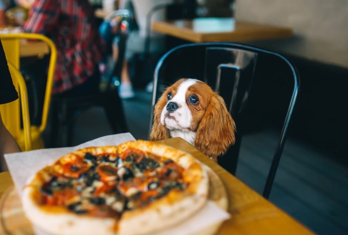 Pizza for Dogs: Healthy Pizza Bone Dog Treats You Can Make at Home