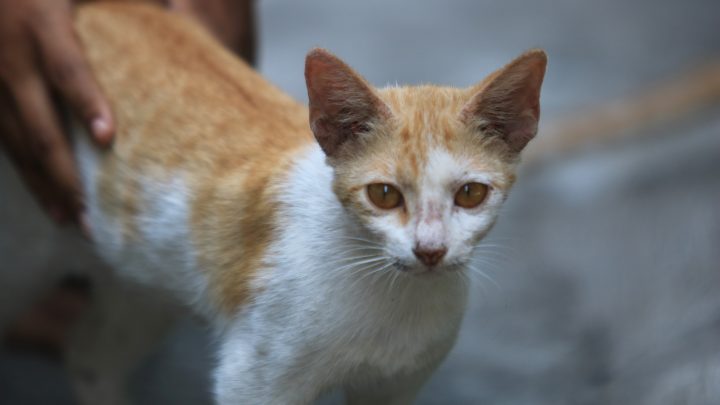 Javanese Cats: 10 Fascinating Facts