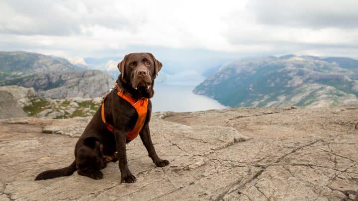 The 7 Best Labrador Retriever Harnesses