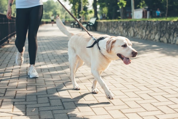 4 Tips for Choosing and Vetting a Dog Walker