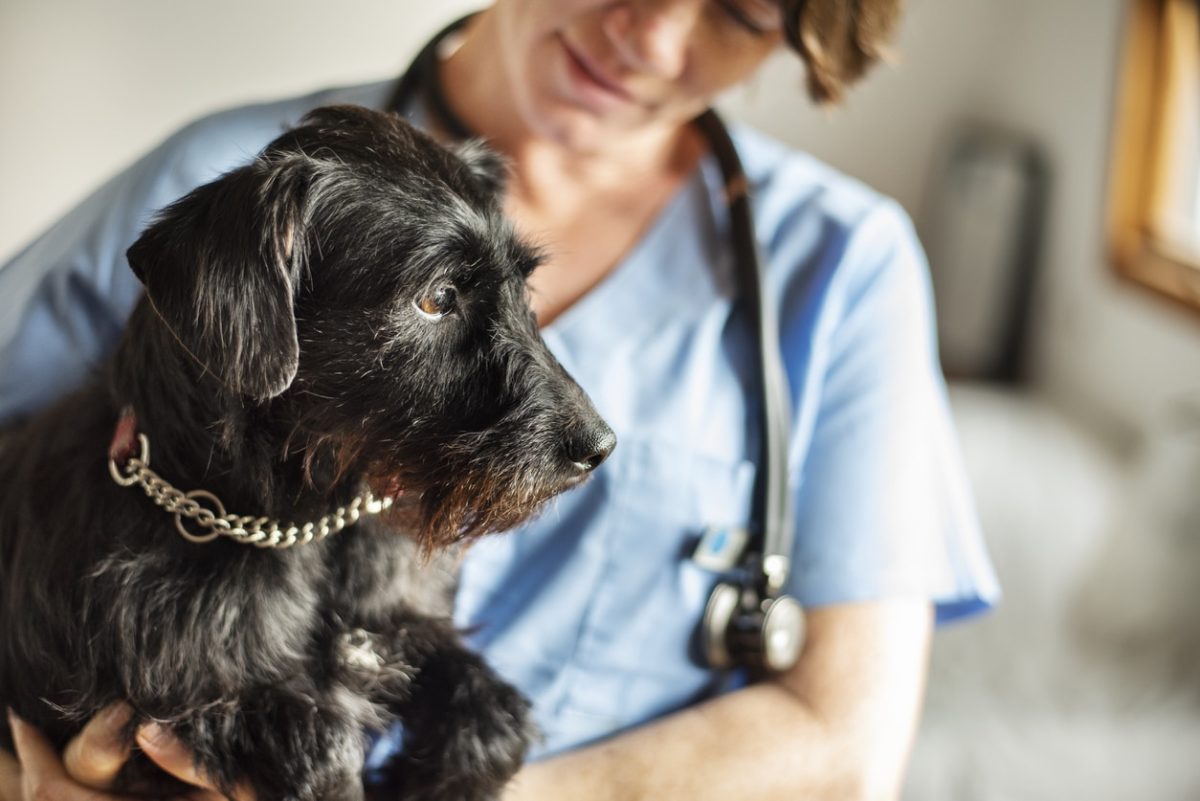 What Is Dog Flu? Everything You Need to Know About Canine Influenza
