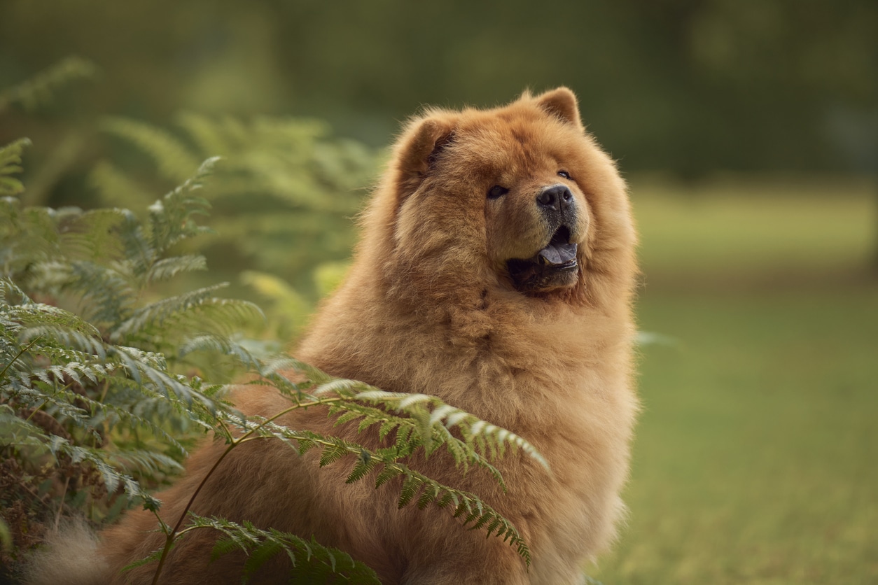 The Chow Chow: All About the Fluffy Dog With the Black Tongue