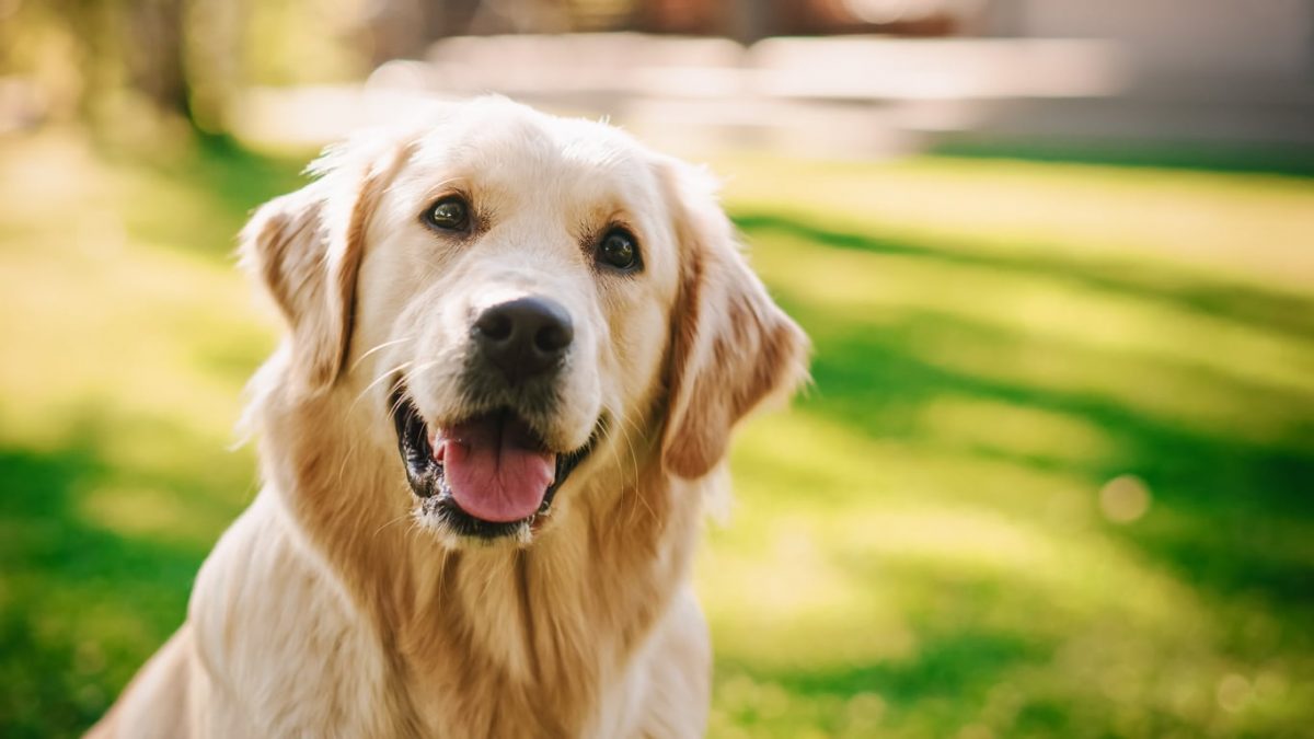 Buzzy Dog Breed Study Stirs Nature vs. Nurture Debate