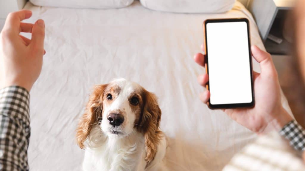 The 6 Best Dog Apps for Training & Tricks