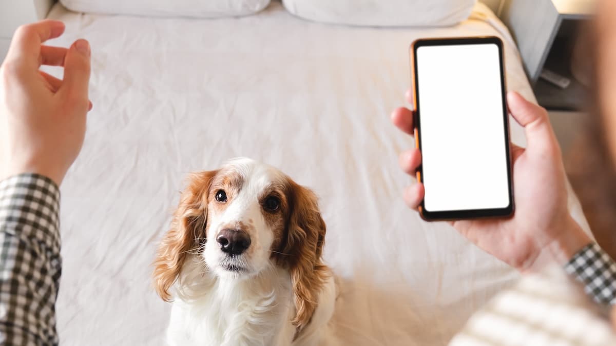 The 6 Best Dog Apps for Training & Tricks