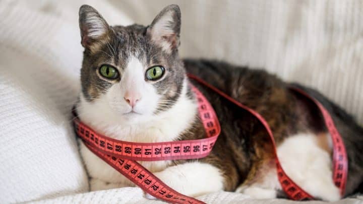 How To Measure a Cat for a Harness, Collar, or Clothes