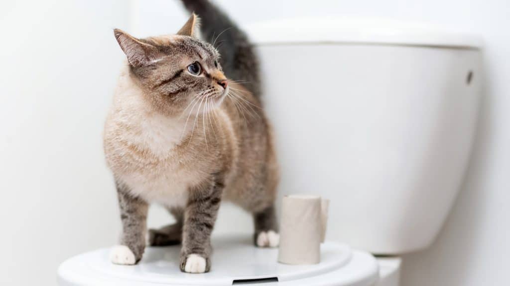 The 6 Best Flushable Litters for Cats