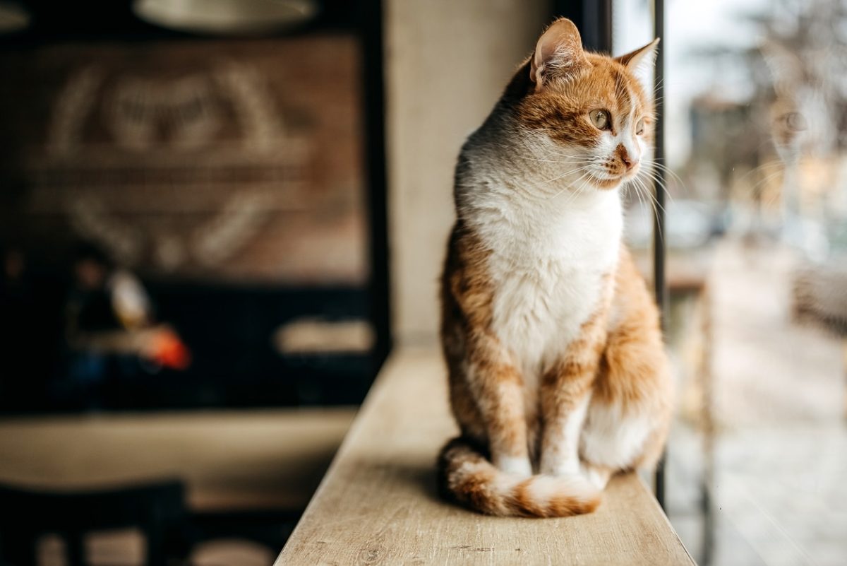 New App Helps You Find Cute Shop Cats Around the World