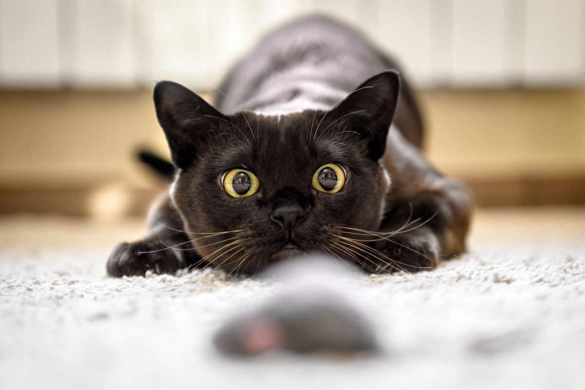 Why Are My Cat s Eyes Dilated What This Expressive Behavior Means Why Are My Cat s Eyes Dilated What This Expressive Behavior Means