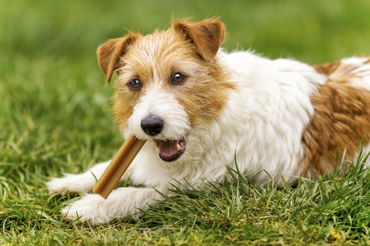 The 8 Best Dog Dental Chews To Keep Your Pup s Breath Fresh The 8 Best Dog Dental Chews To Keep Your Pup s Breath Fresh