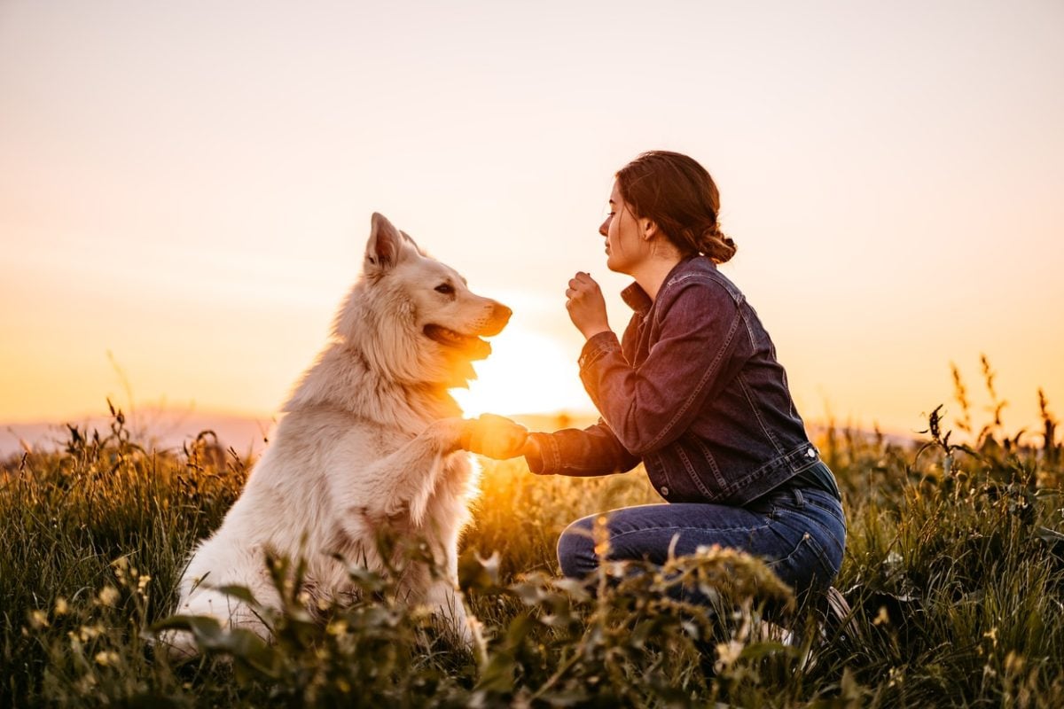 How To Use Positive Reinforcement To Train Your Dog
