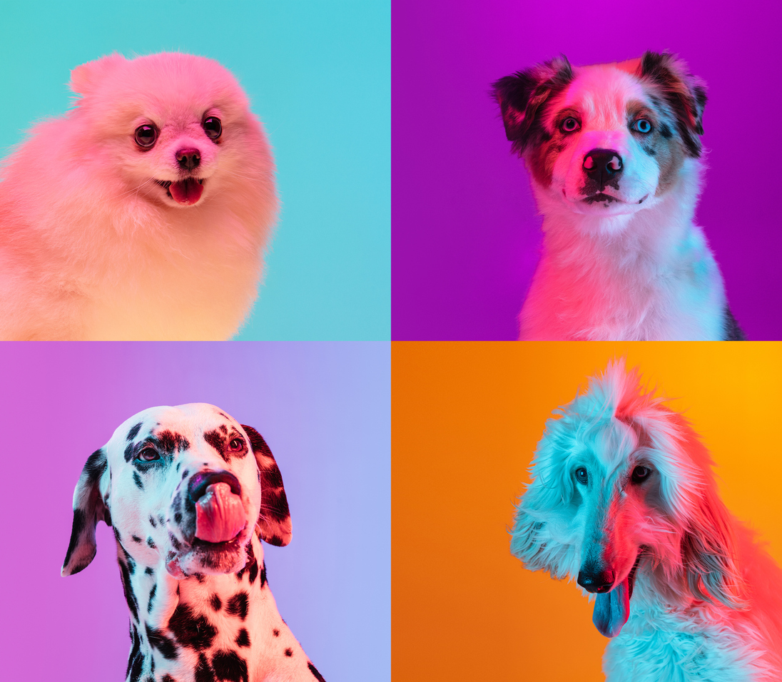 Dog Color Blind Chart Pdf - Infoupdate.org