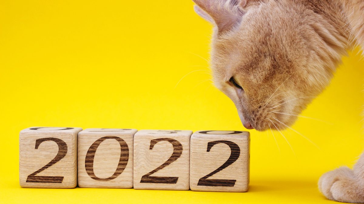 10 Products to Help You Keep Your New Year's Resolution for Your Cat