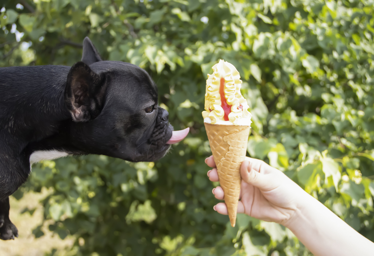 Tout savoir sur les glaces pour chien