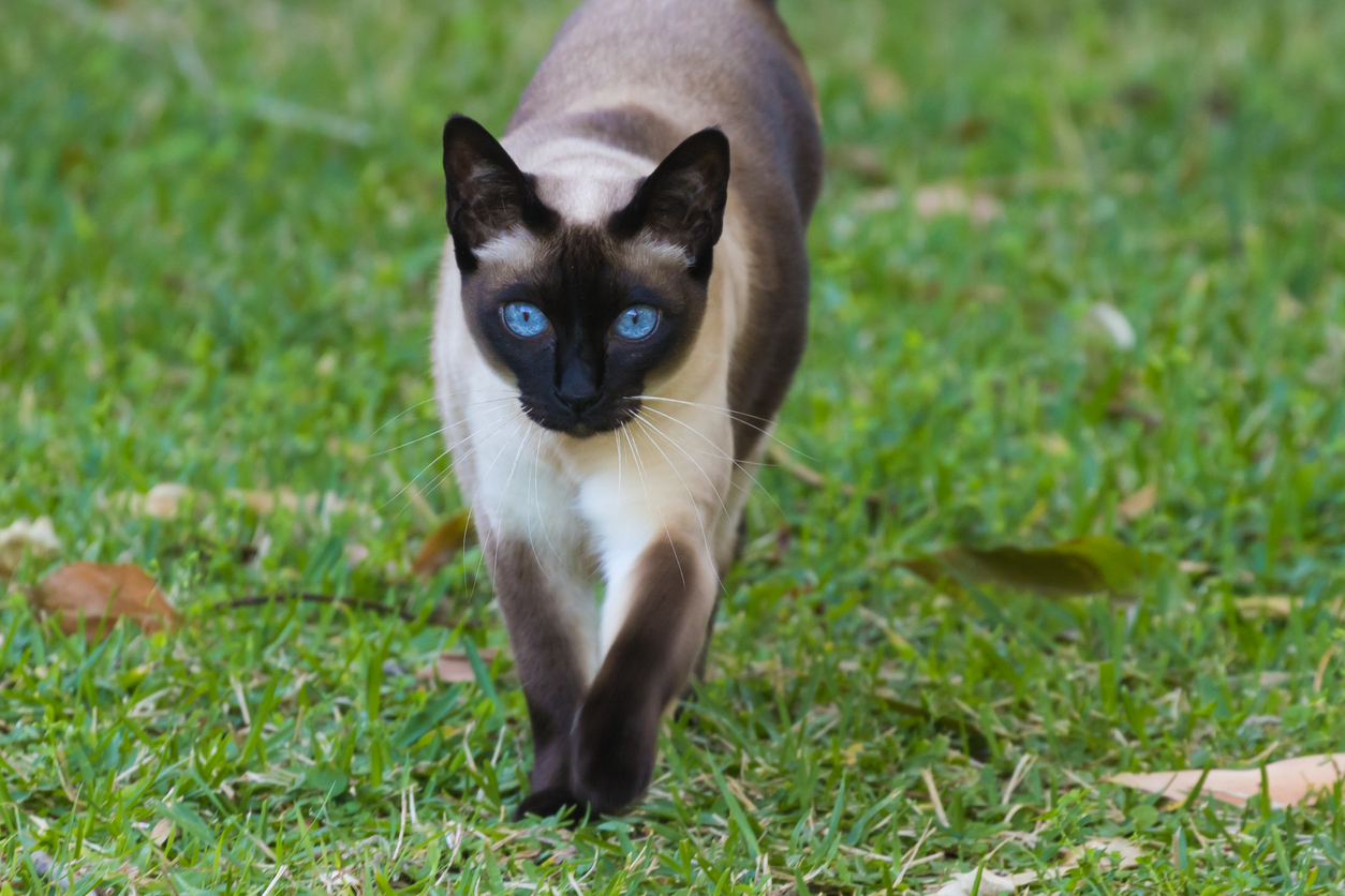 14 Rare Cat Breeds You've Probably Never Heard Of