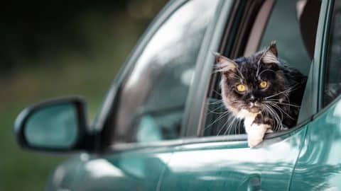 Cat Road Trip Tips: What You Need To Take a Road Trip With Your Cat
