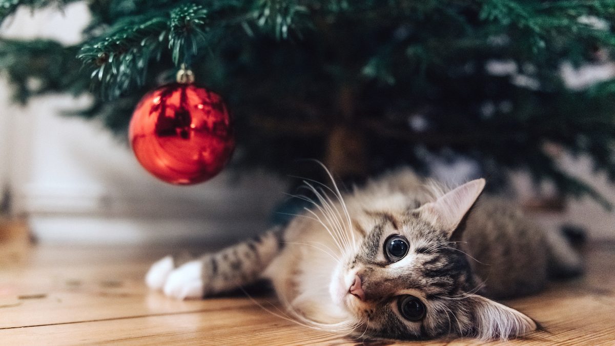 How To Cat-Proof a Christmas Tree