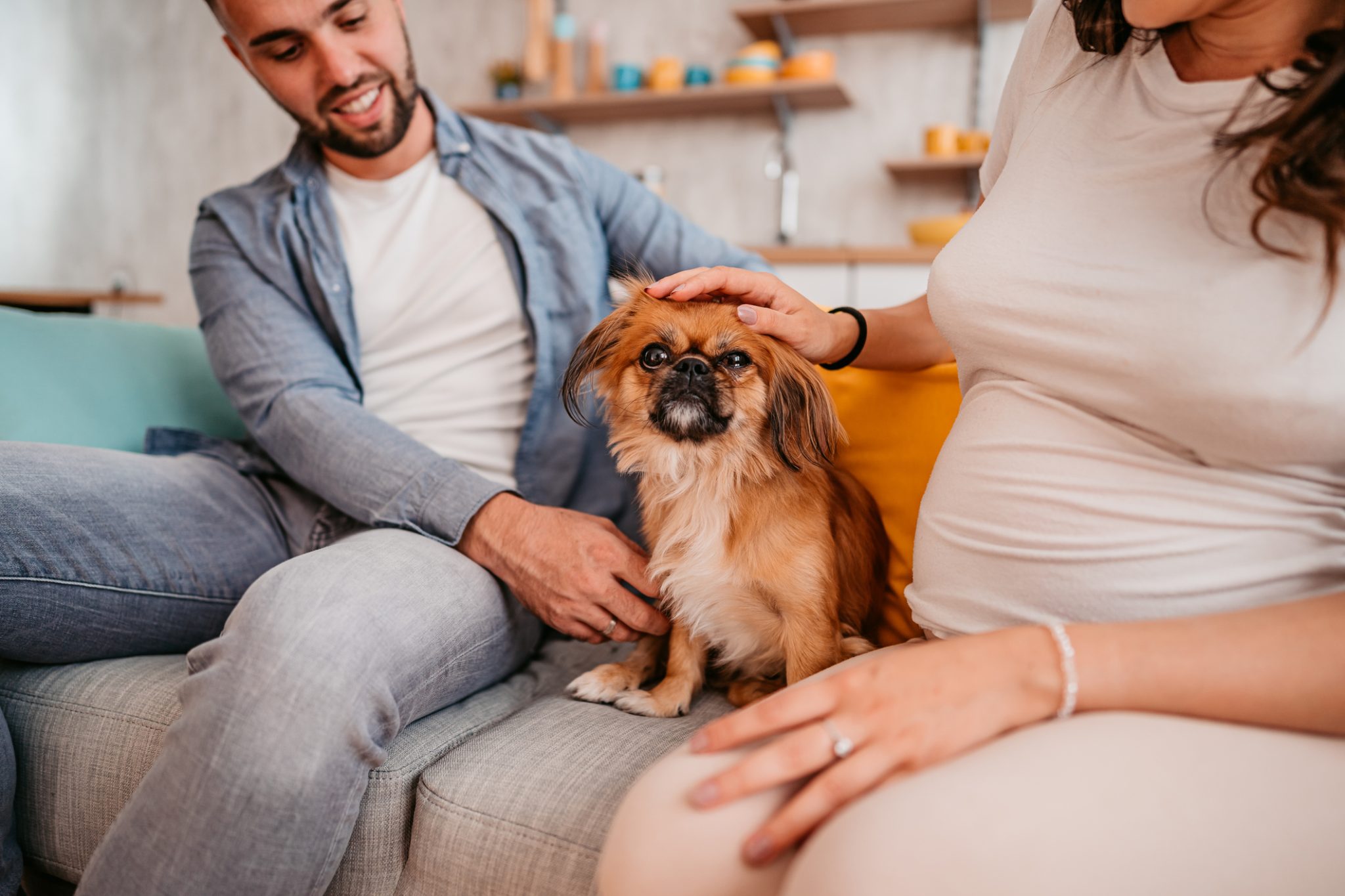 15 best lap dog breeds