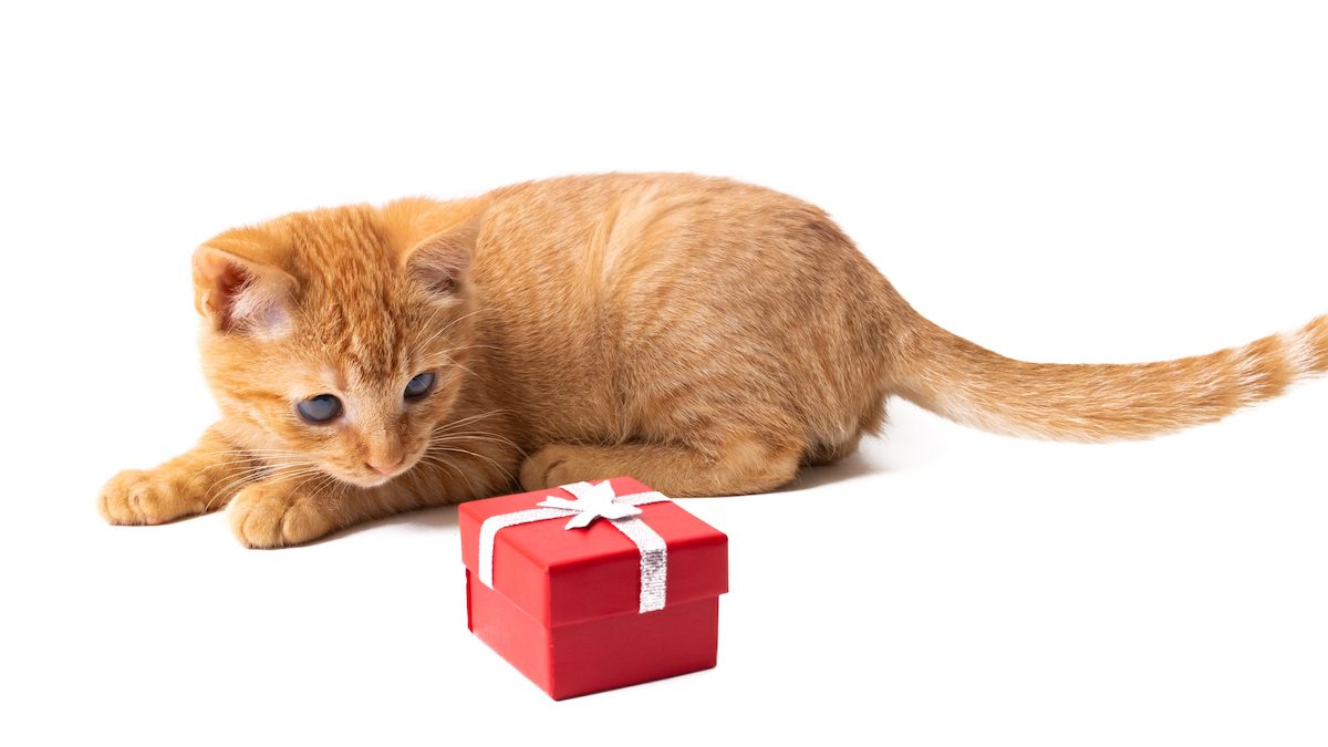 Gifts for New Kitten Owners | Ten Classics, from Cat Trees to Catnip