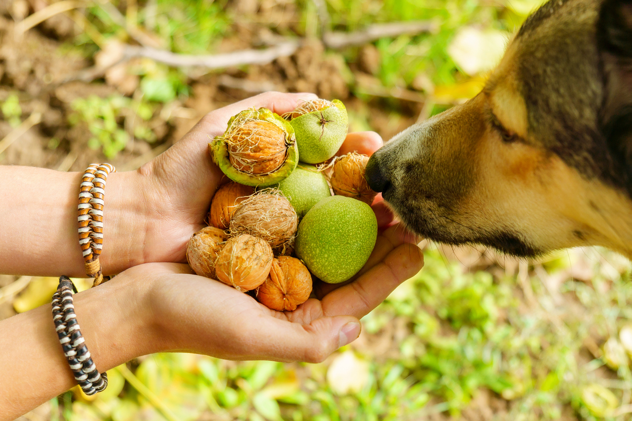 Can Dogs Eat Nuts?
