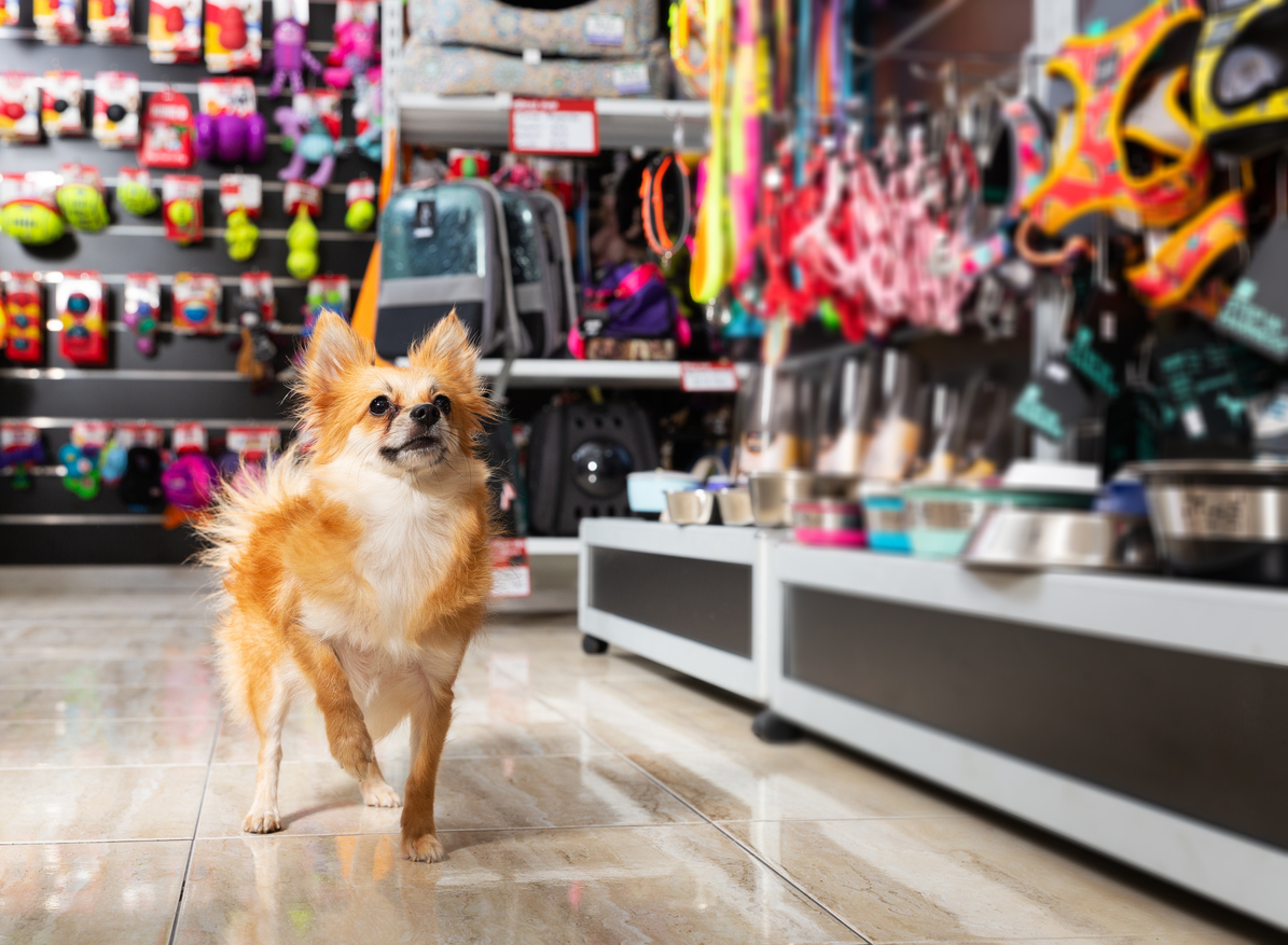 Dog-Friendly Shops in the UK