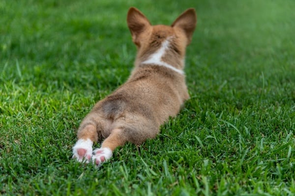 Dog Frog Legs: Reasons Why Your Pup Sploots