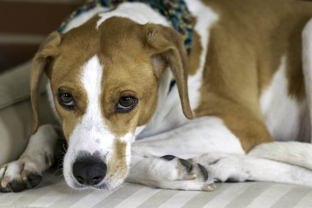 Can Dogs Imprint On Humans