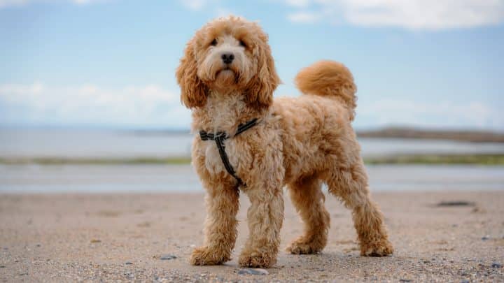 15 Lovable Mixed Dog Breeds You Should Know