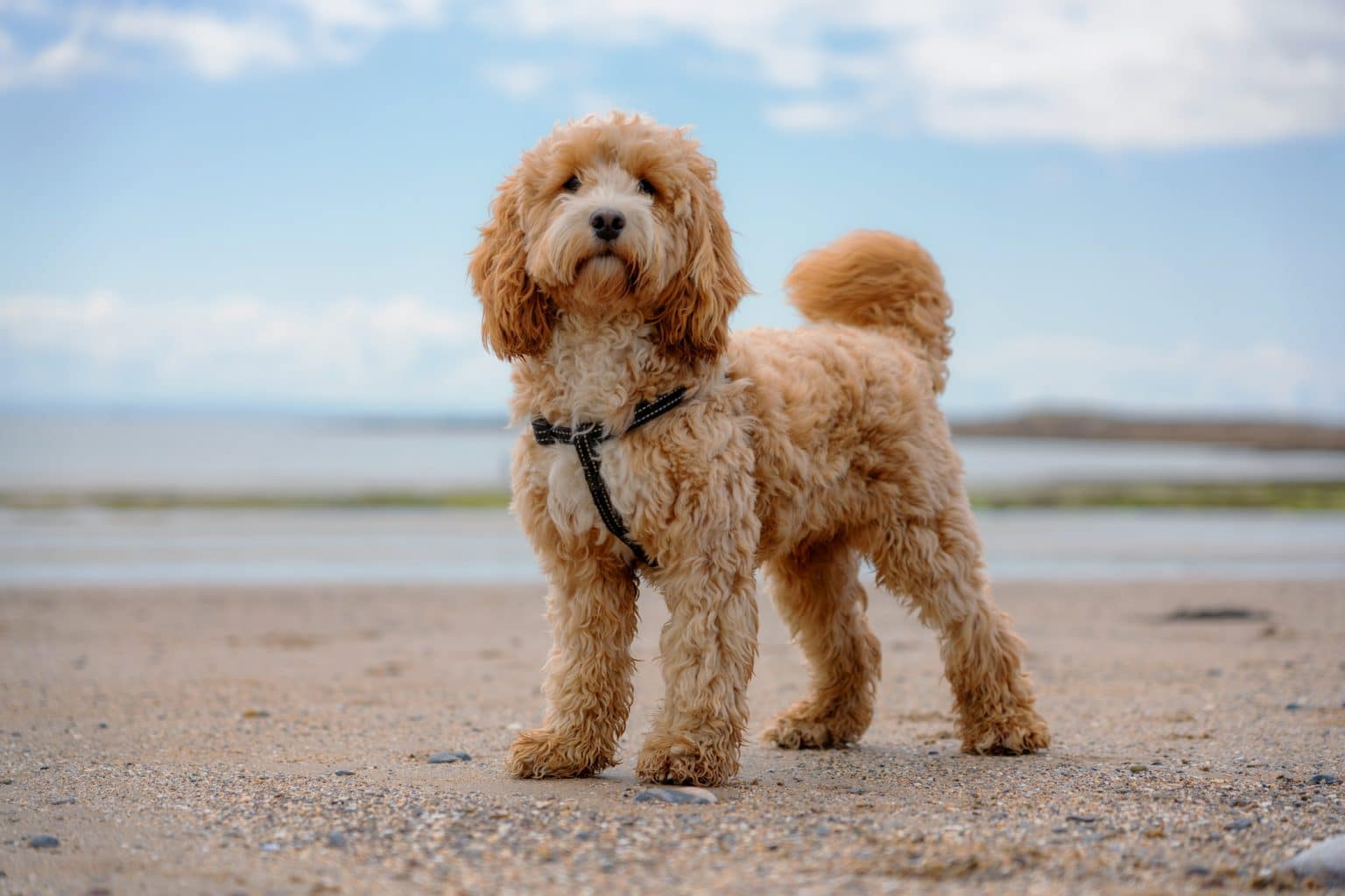 15 adorables races de chien mixtes à connaître