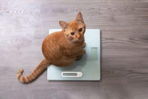 How To Measure a Cat for a Harness, Collar, or Clothes