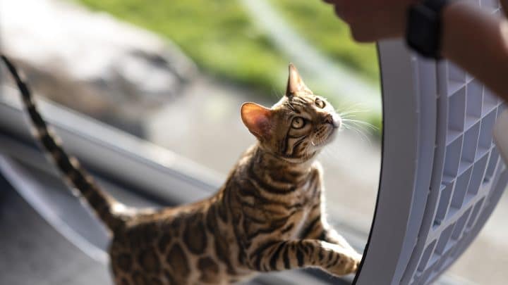 Cat Exercise Wheel: Is It Worth It Review