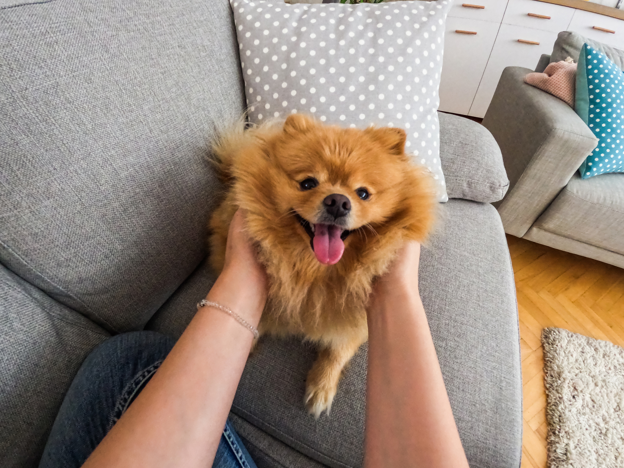 15 best lap dog breeds