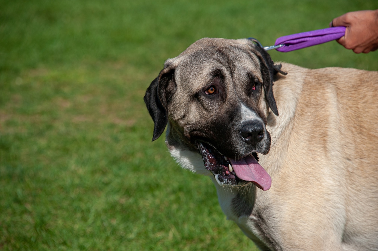 19 Largest Dog Breeds: World's Biggest, Loving Canines, Revealed