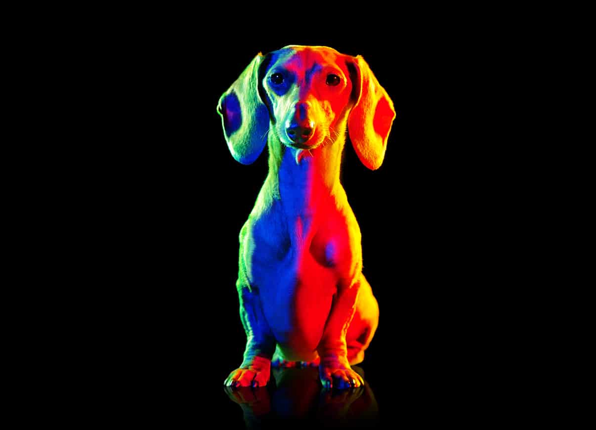 Are Dogs Colour-blind?