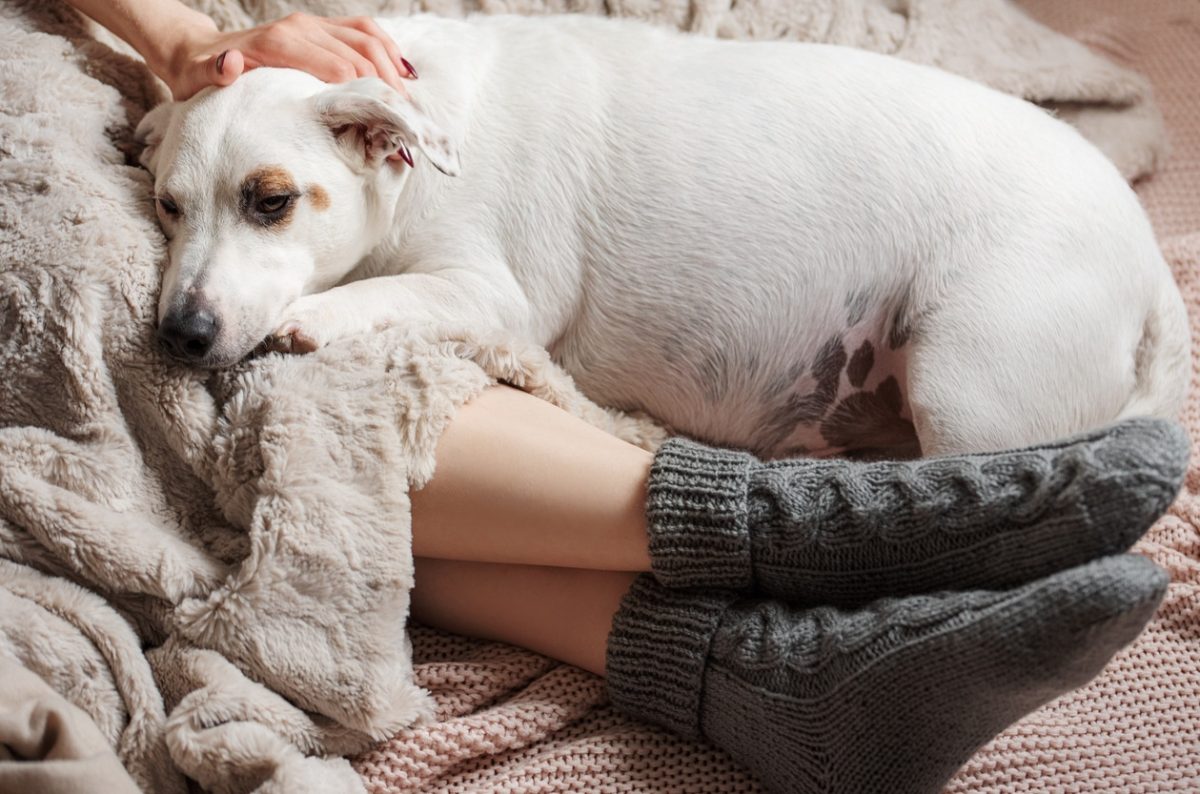 What Is Dog Flu? Everything You Need to Know About Canine Influenza