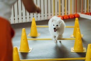 Mental Stimulation for Dogs: Brain Games, Activities & More