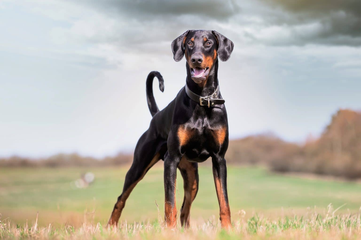 27 razas de perros alemanes