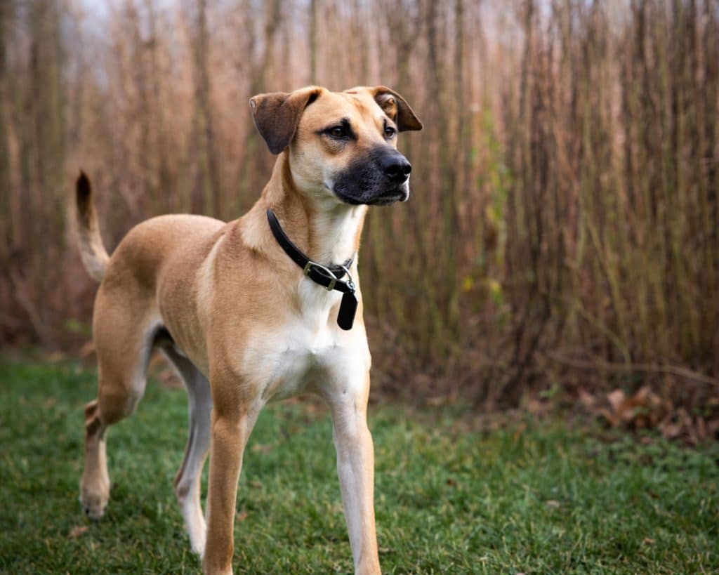 Cur Dog Characteristics Origin and Standout Breeds